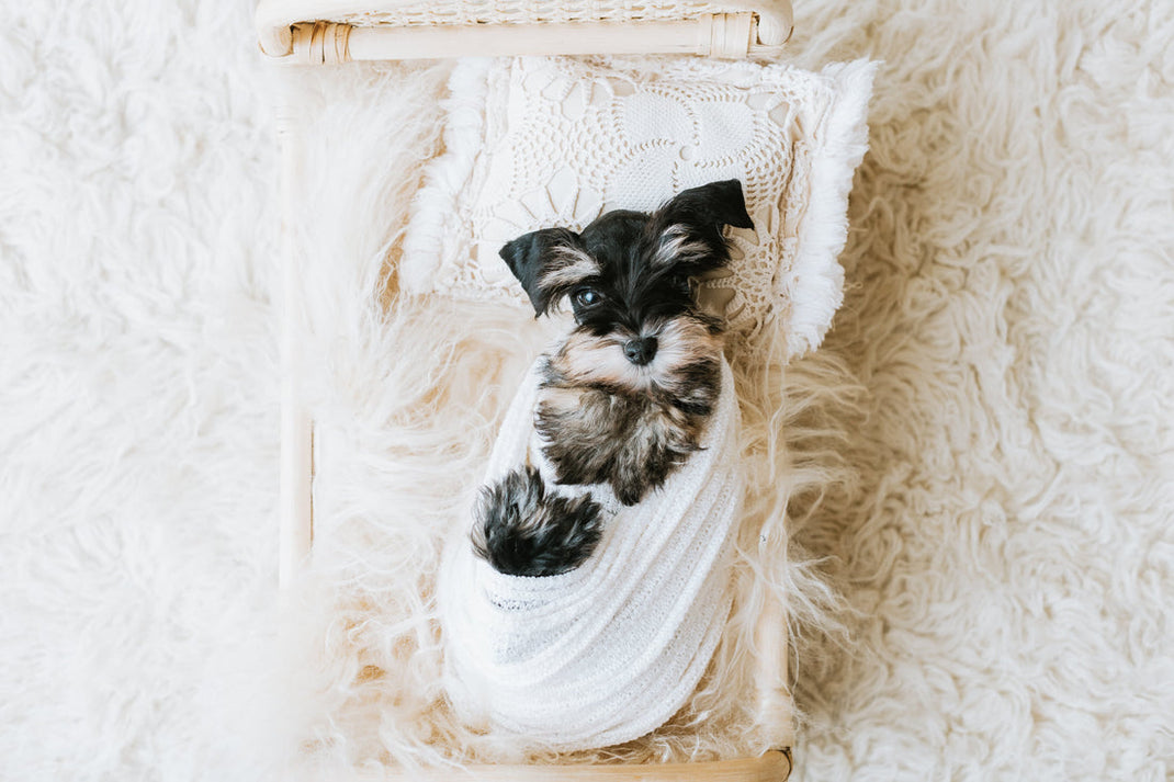 AJ's Dog Bakery – AJ's Dog Bakery