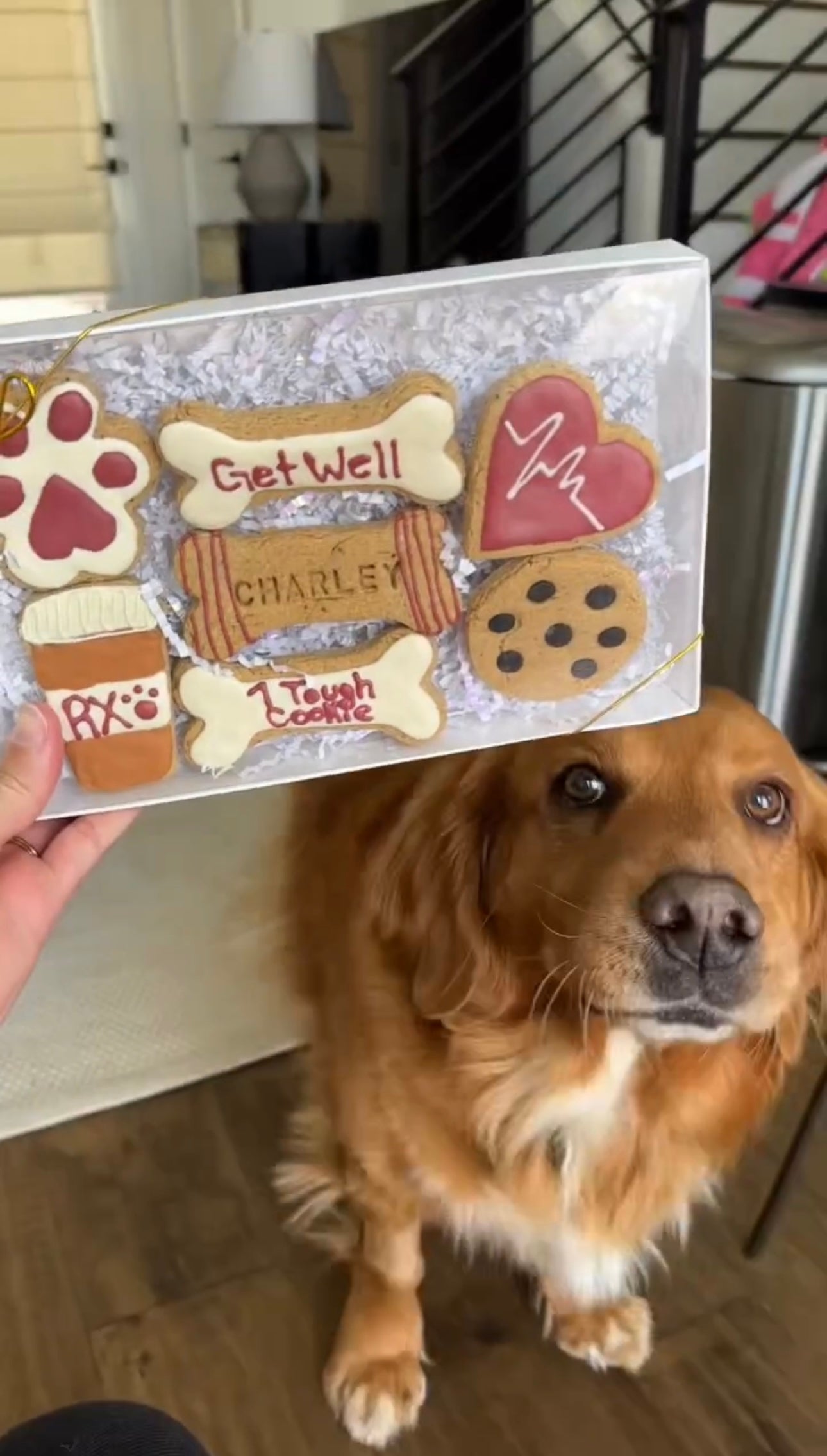 AJ's Dog Bakery – AJ's Dog Bakery